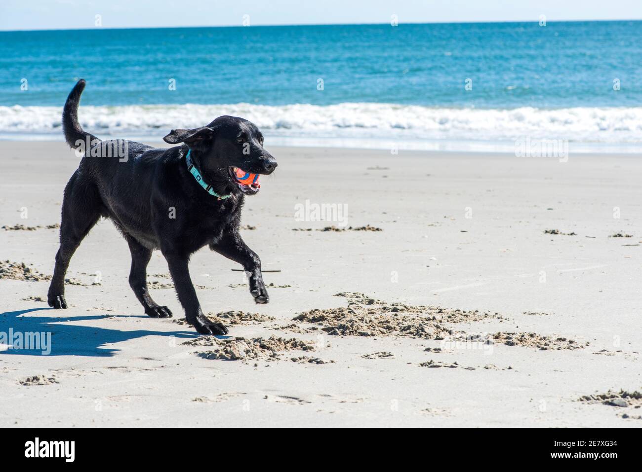 A black labrador retriever plays with a ball in the sand and surf at ...