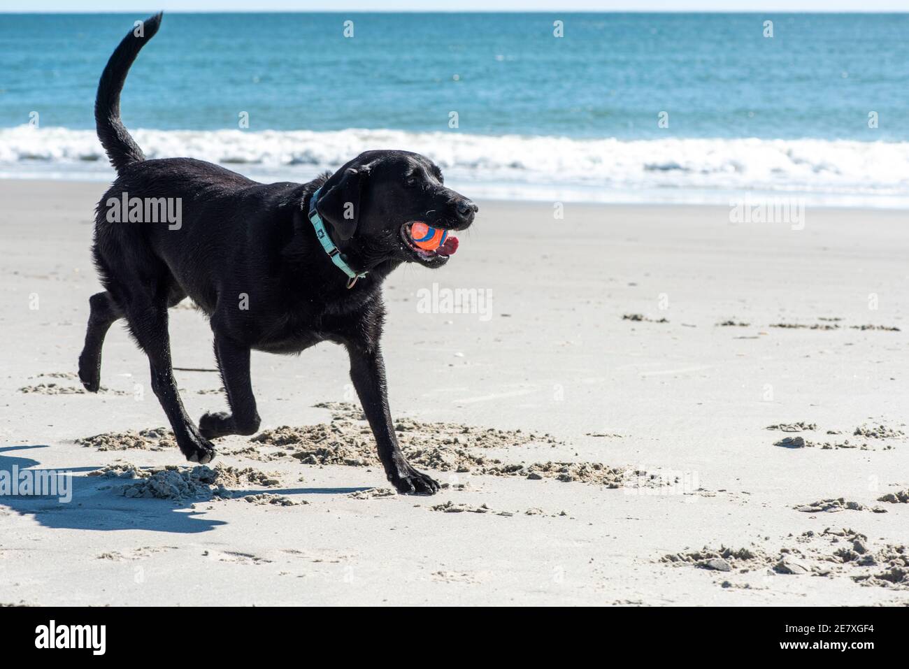 A black labrador retriever plays with a ball in the sand and surf at ...
