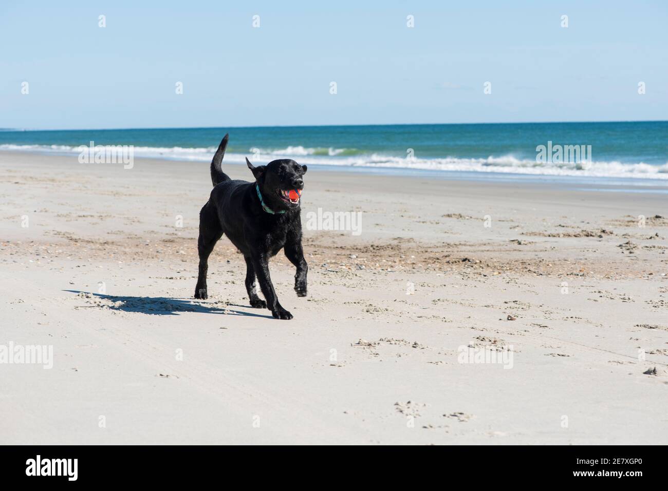 A black labrador retriever plays with a ball in the sand and surf at ...