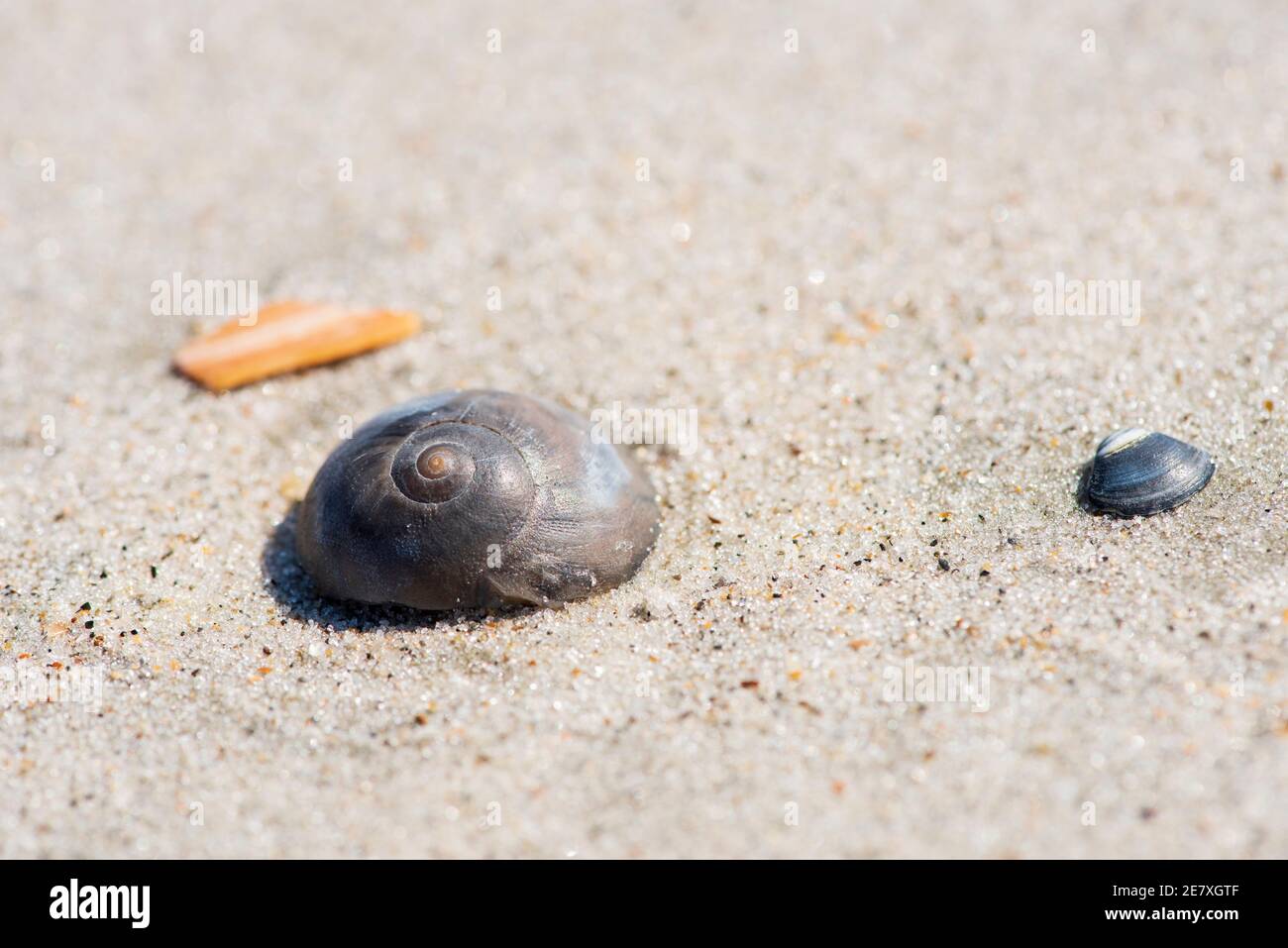 A small seashell on the sand at the beach shows a Fibonacci spiral ...
