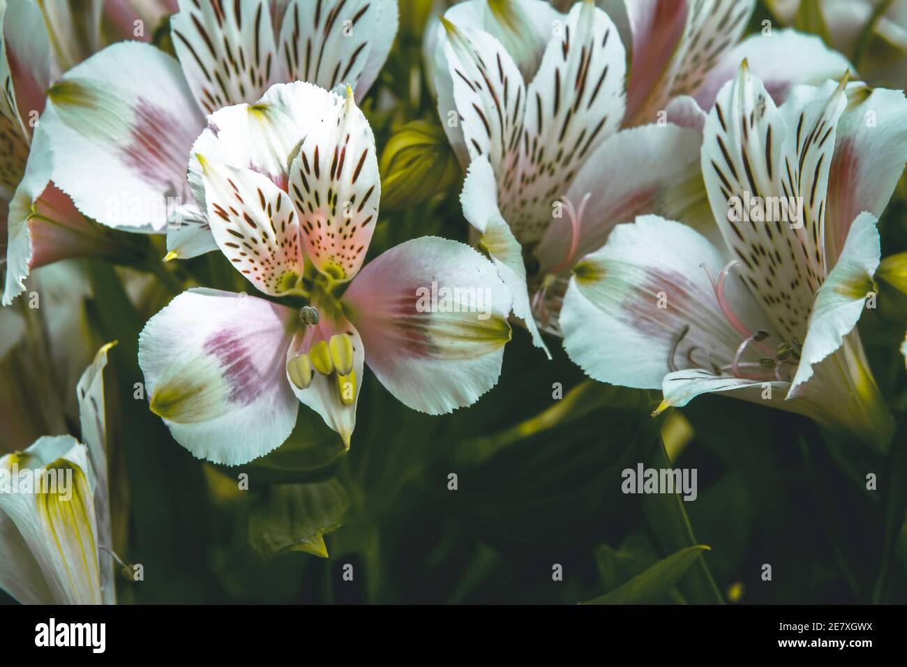 White peruvian lilies hi-res stock photography and images - Alamy