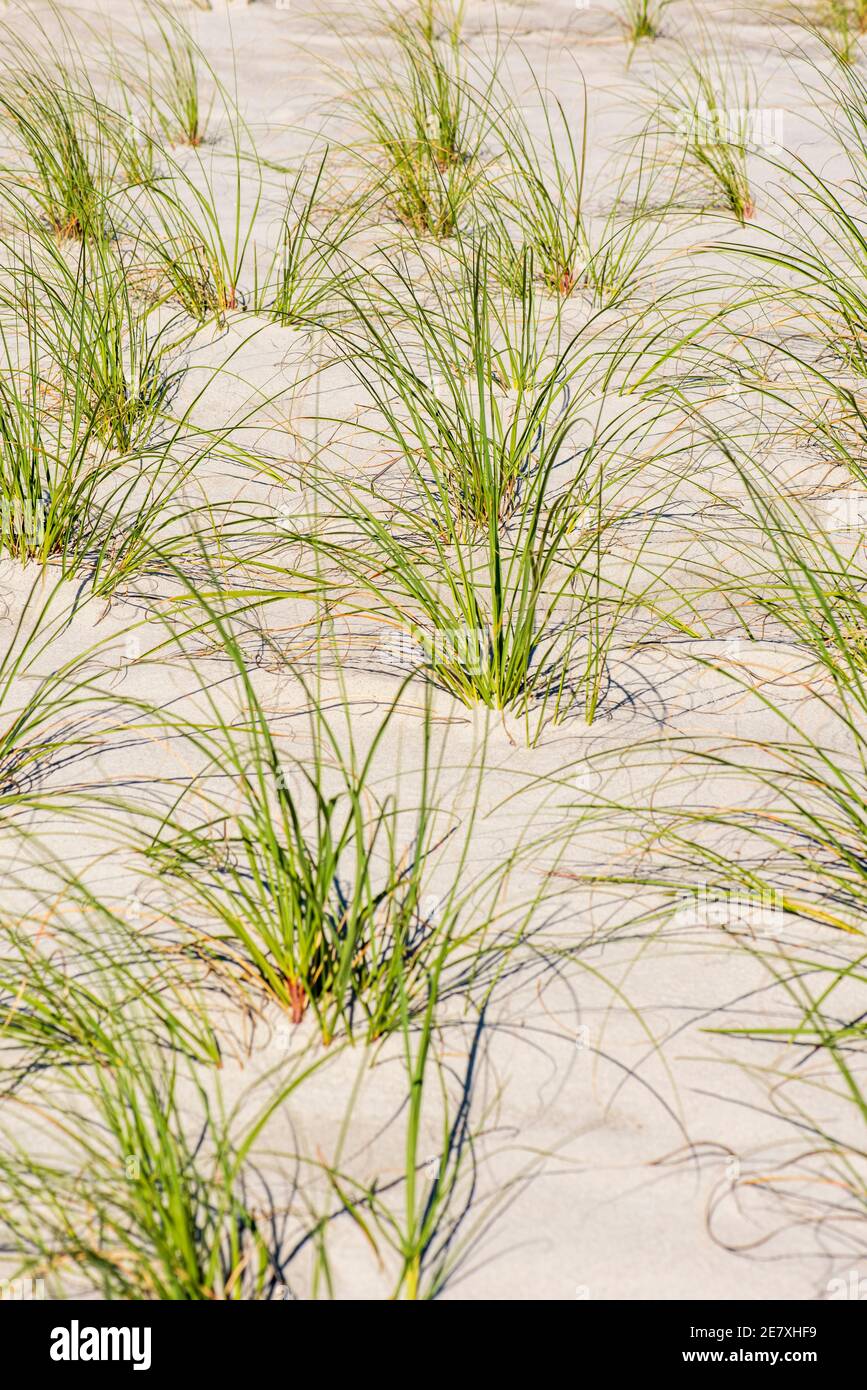 Sea grass is strategically planted into sand dunes to help prevent ...
