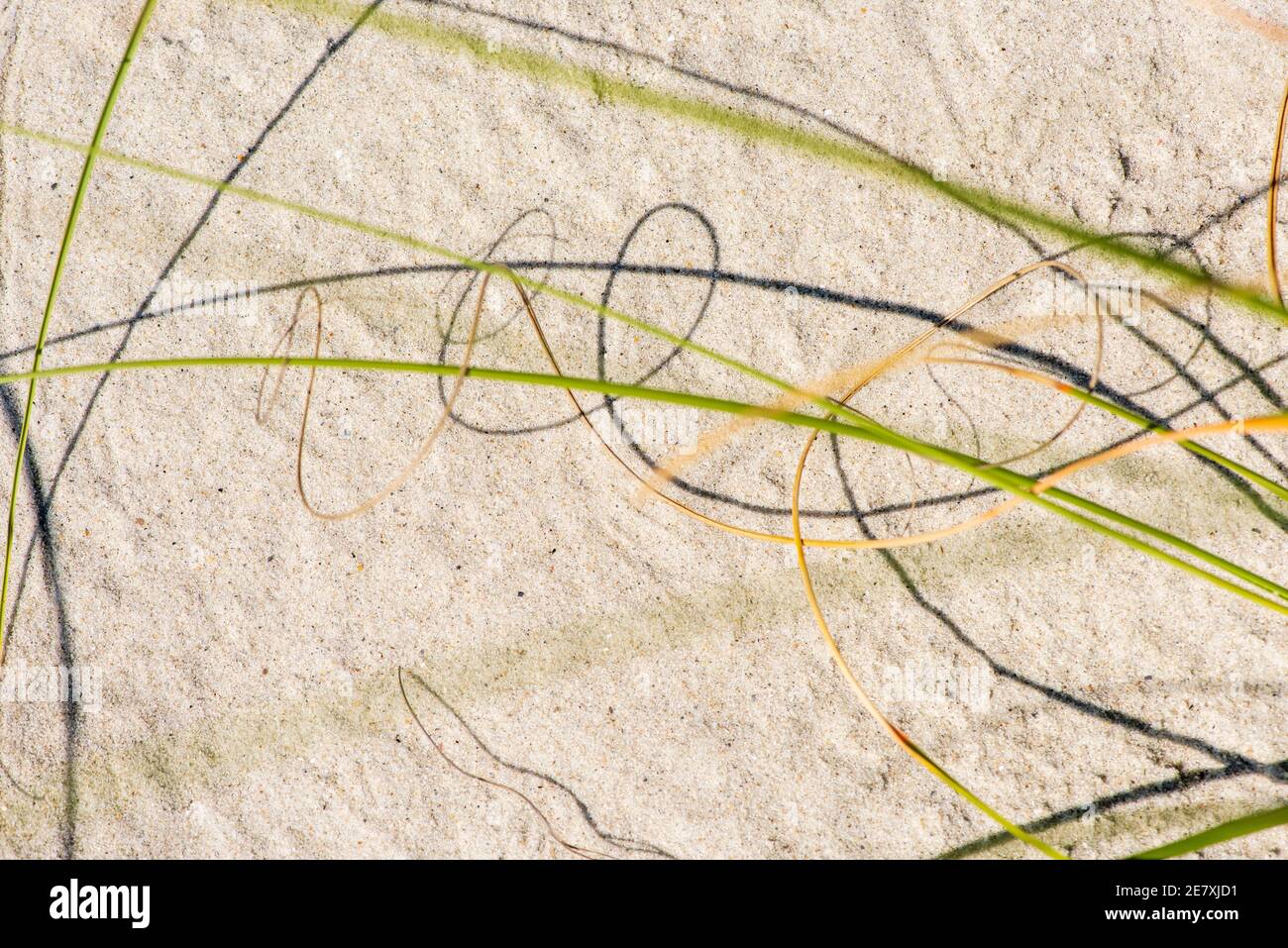 Sea grass ecosystem hi-res stock photography and images - Alamy