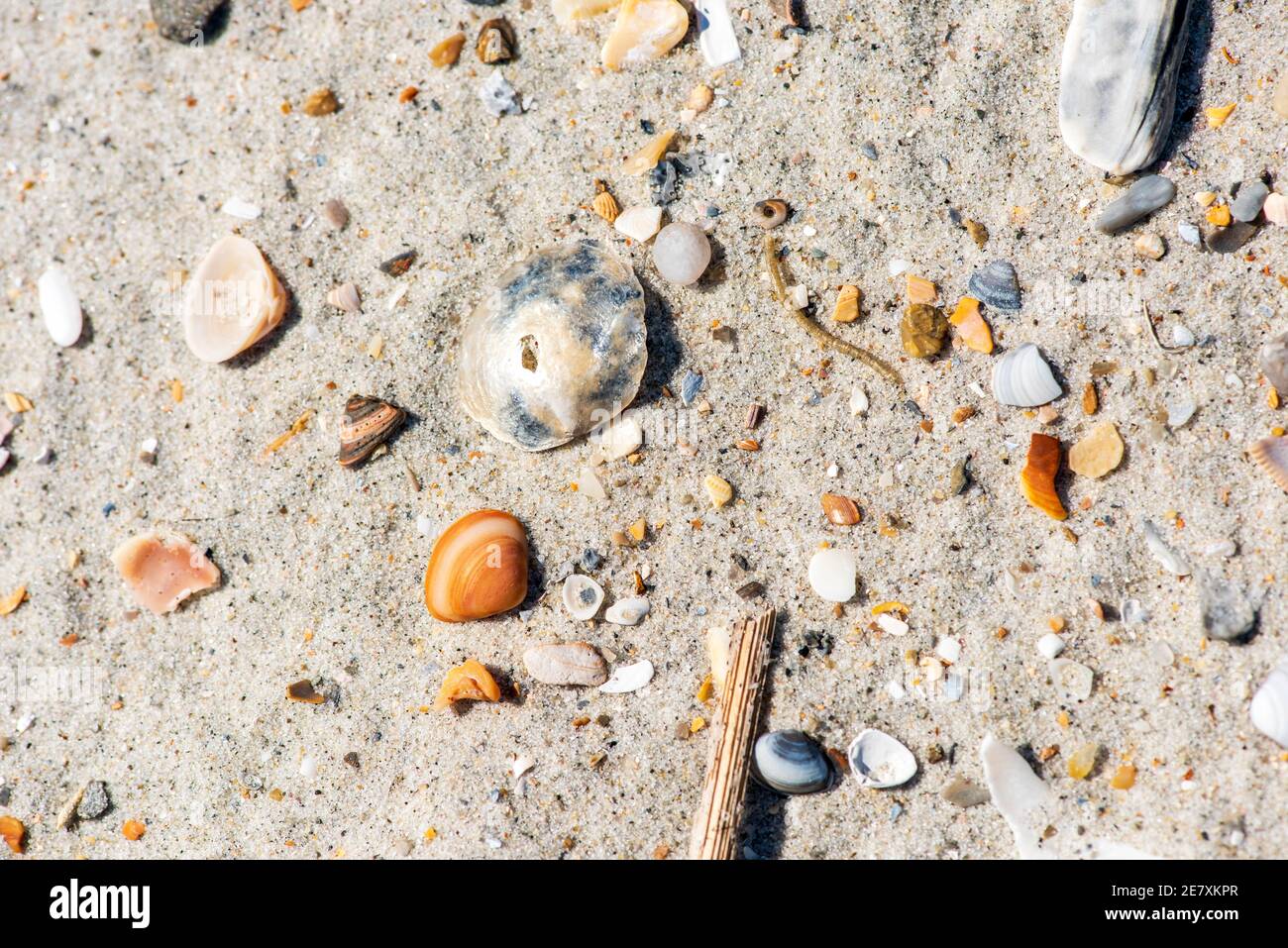 Collecting shells at the beach hi-res stock photography and images - Alamy