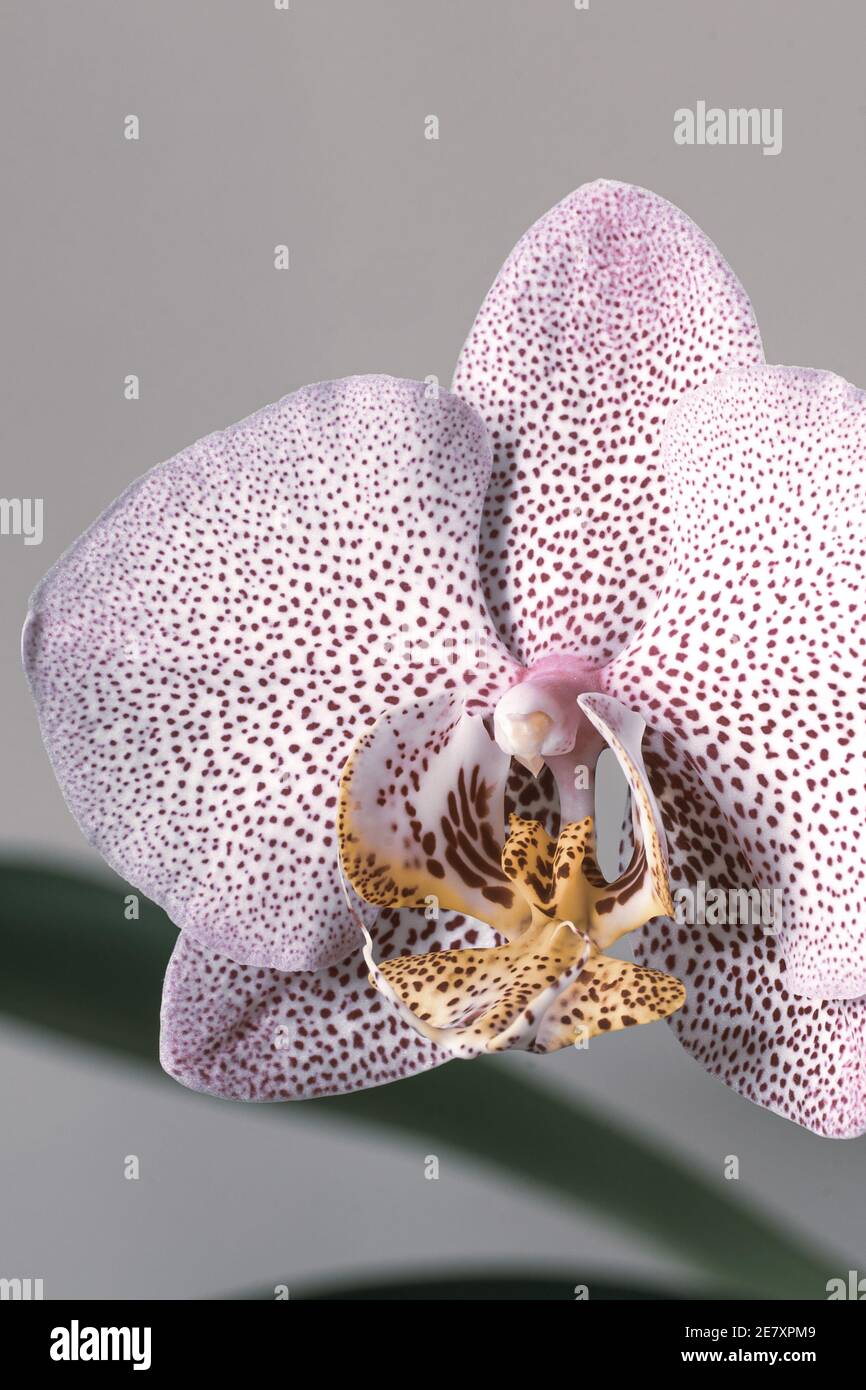 Botanical macro shot hi-res stock photography and images - Alamy