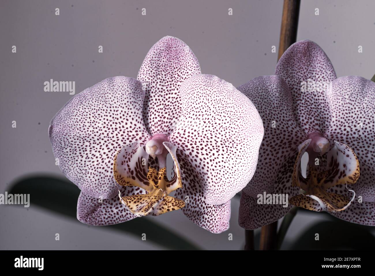 Botanical macro shot hi-res stock photography and images - Alamy