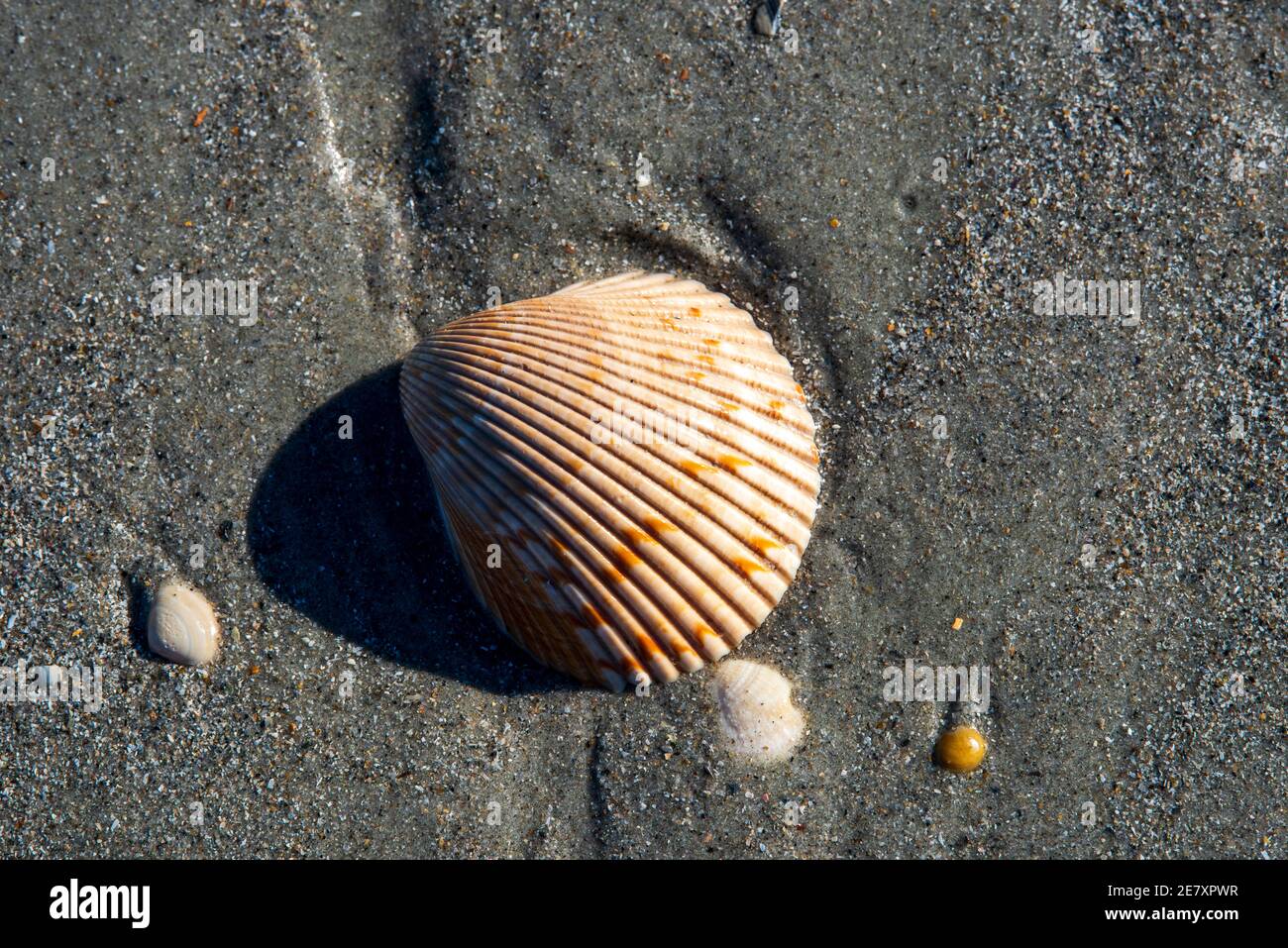 Scallop sea shells seaside hi-res stock photography and images - Alamy