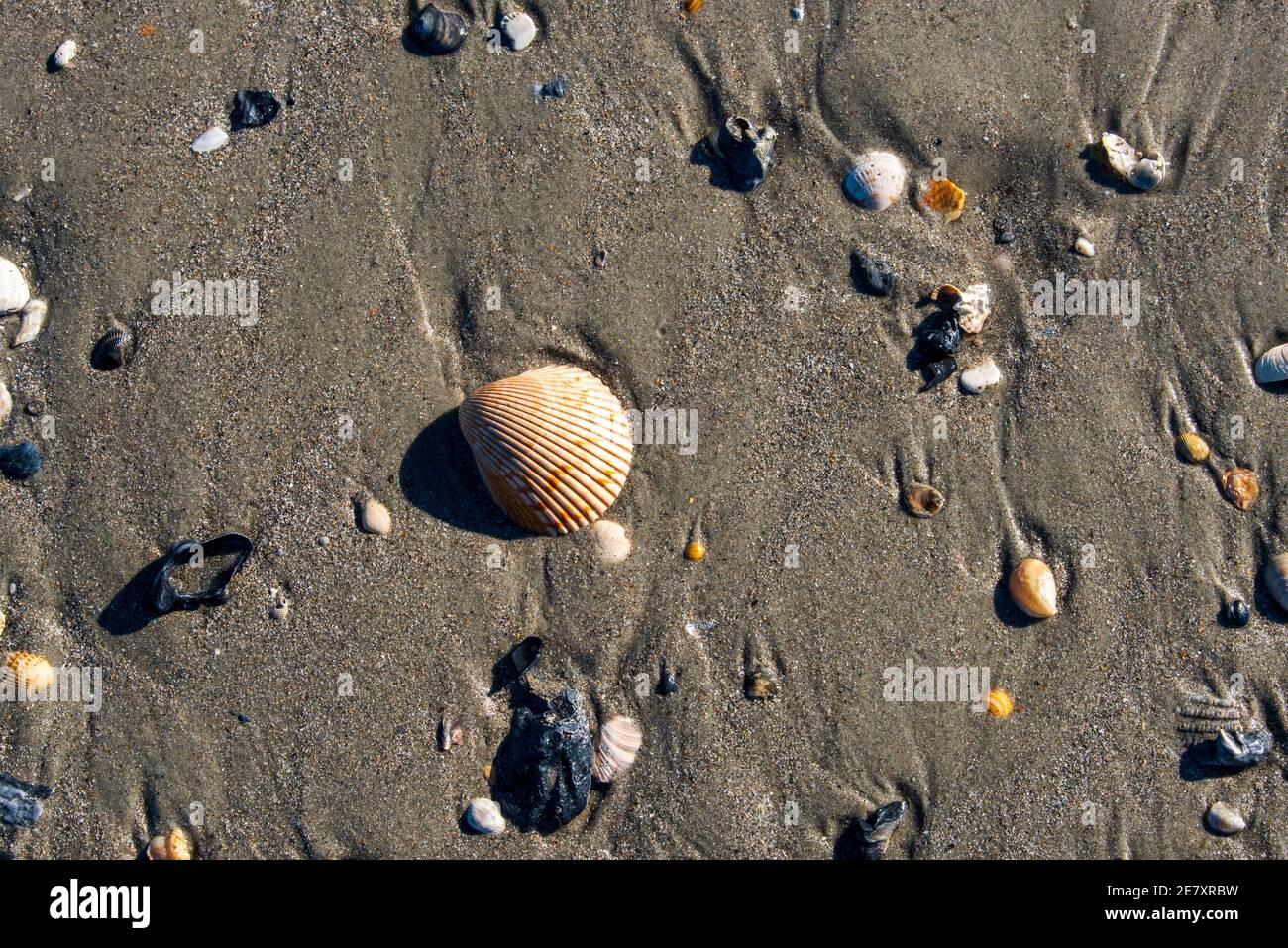 Countless tiny seashells and fragments of shells in the sand Stock ...