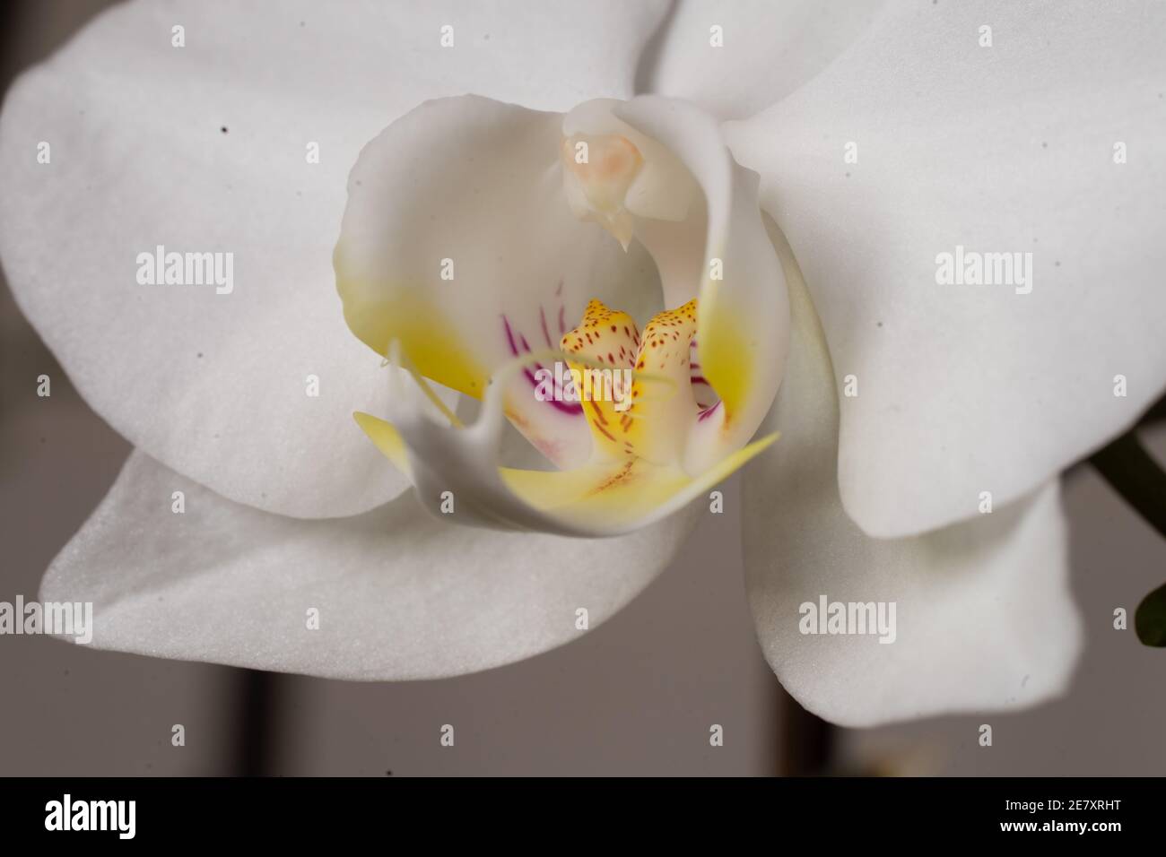 Botanical macro shot hi-res stock photography and images - Alamy