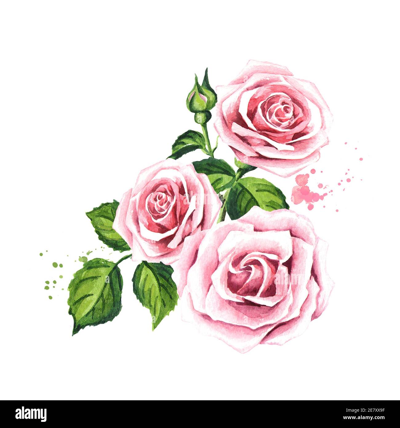 Rose composition. Watercolor hand drawn illustration, isolated on white ...