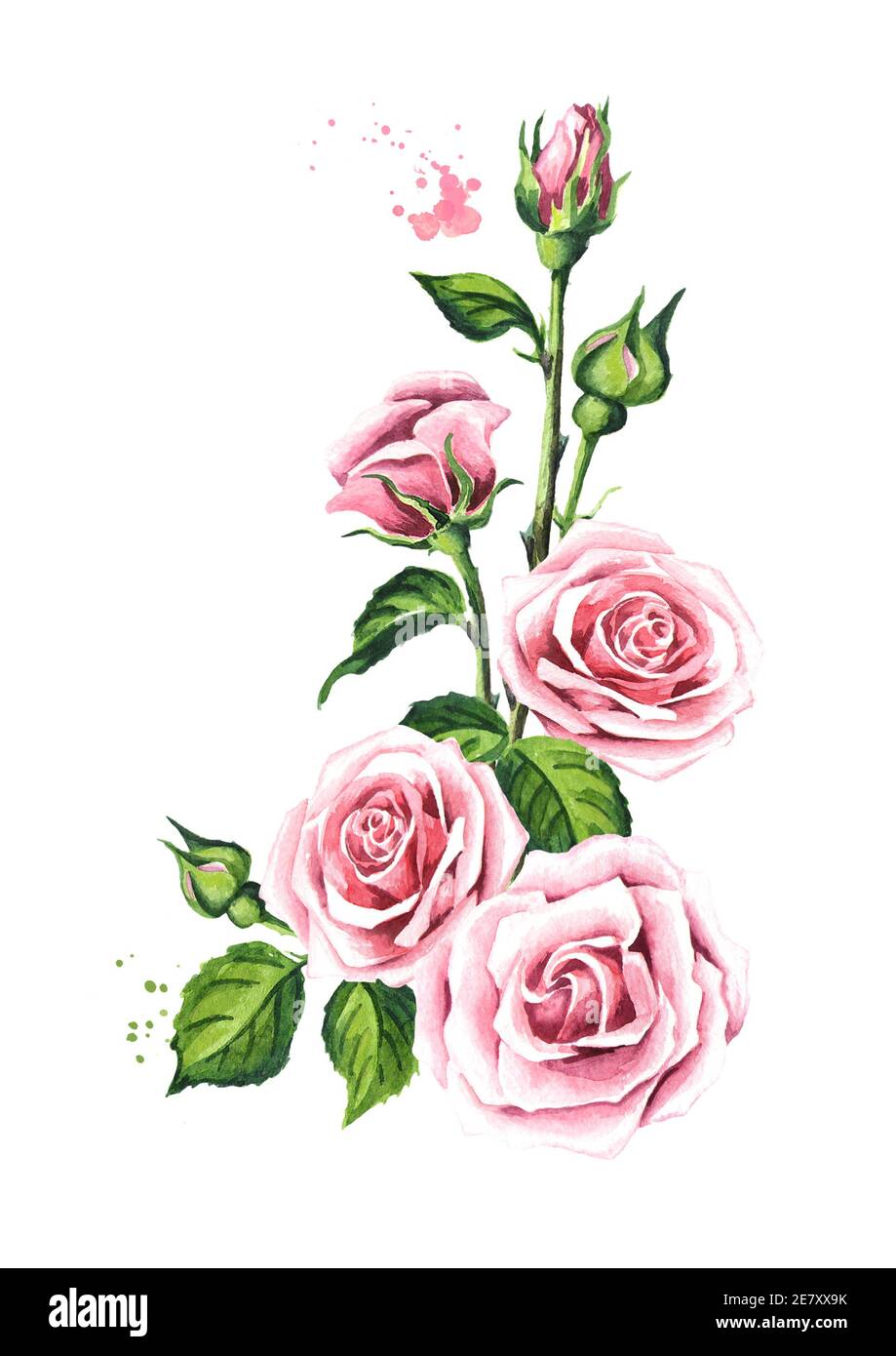 Pink rose vertical composition. Watercolor hand drawn illustration ...