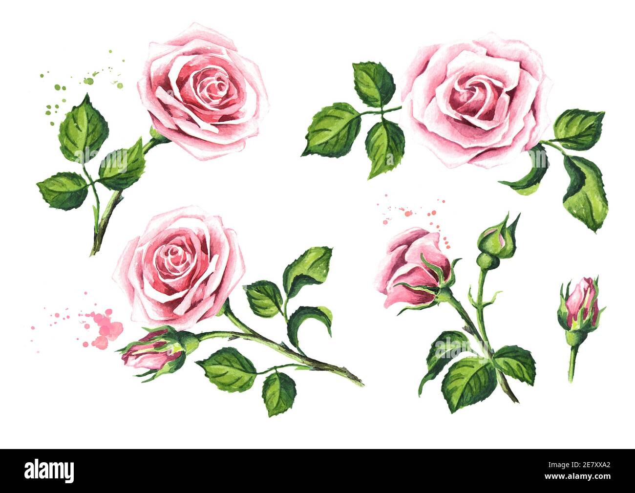 Pink rose flower set. Design elements for cards, invitations and ...