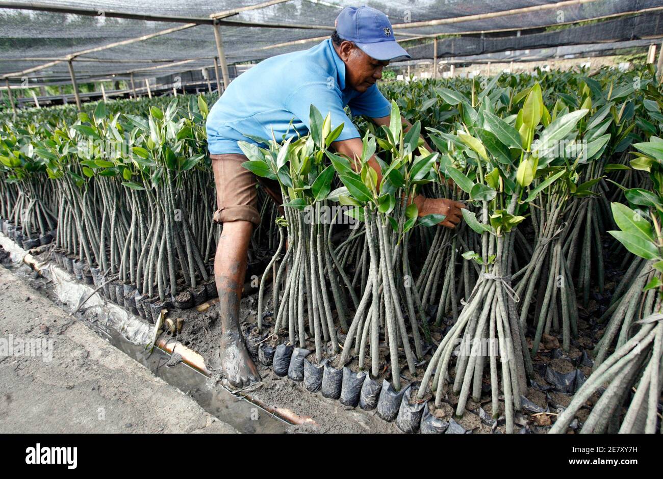 Mangrove sapling hi-res stock photography and images - Alamy