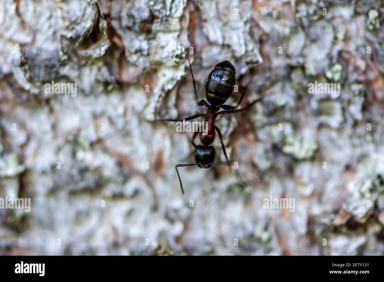 Closeup of ant on the tree bark background. Macro shoot of insect ...