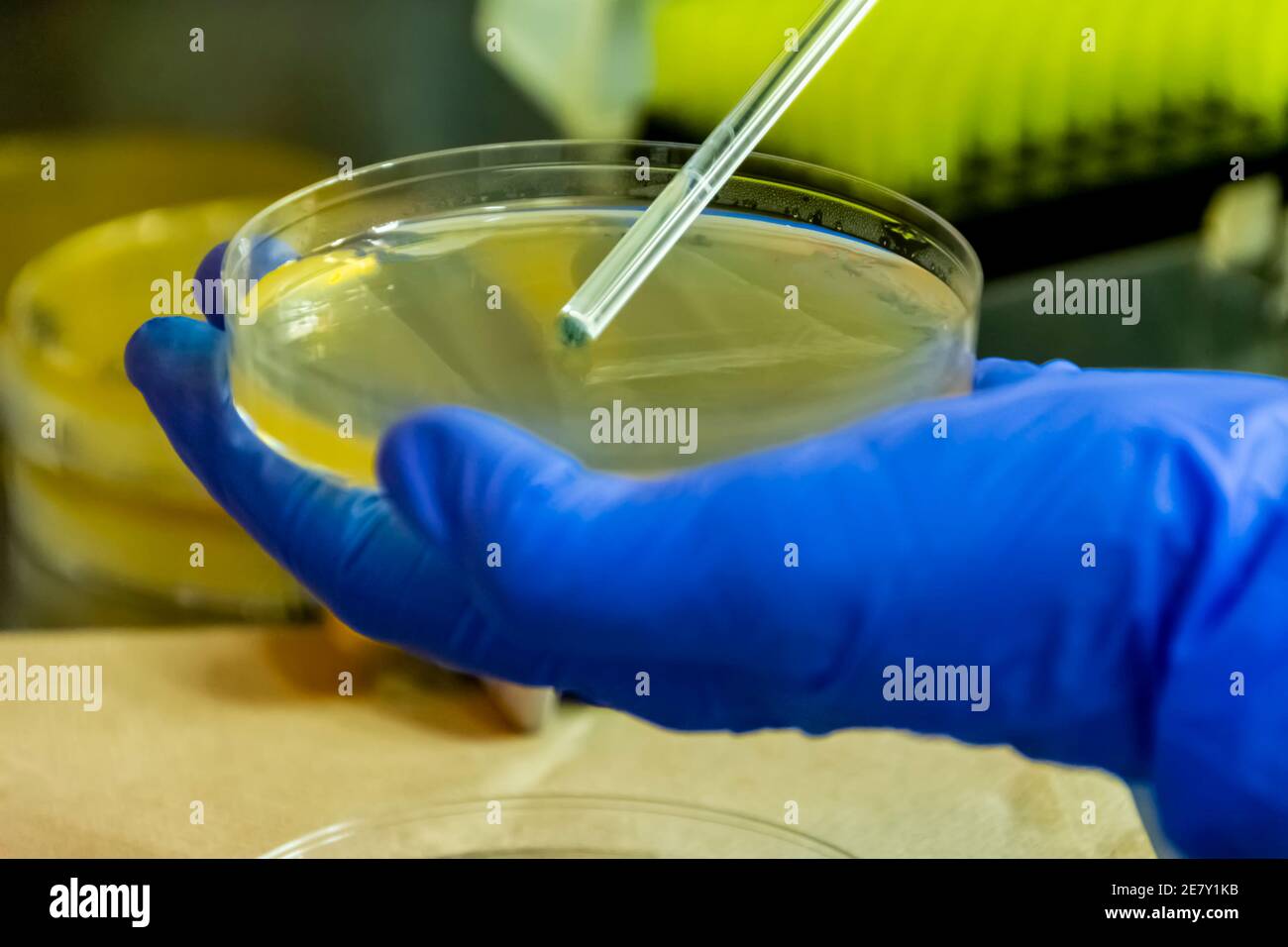 Agar Plate Bacteria High Resolution Stock Photography and Images - Alamy