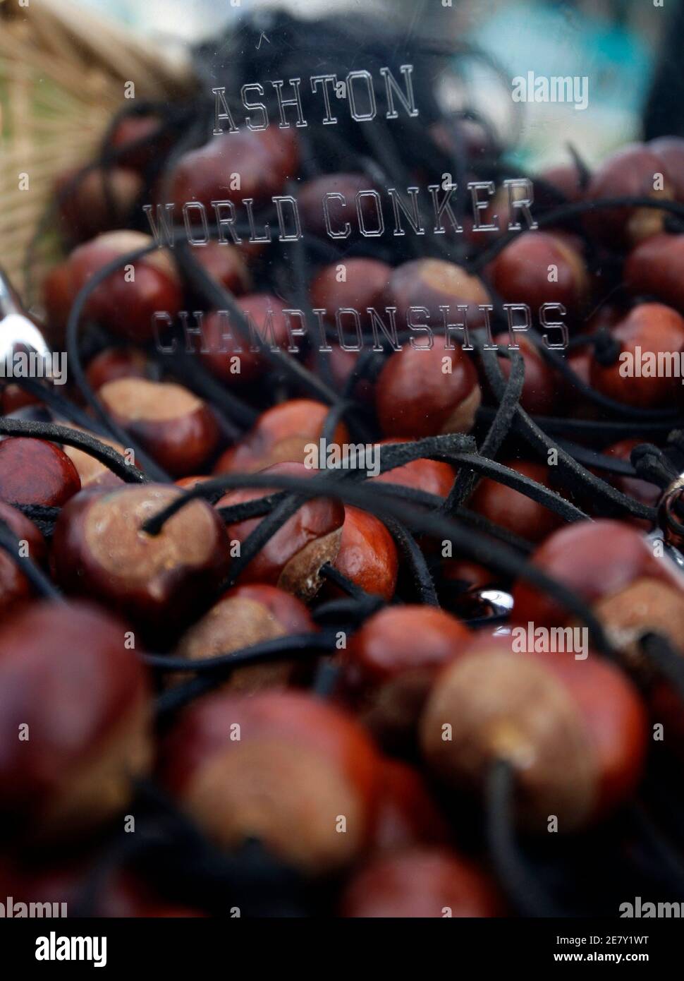 World conker championships hi-res stock photography and images - Alamy