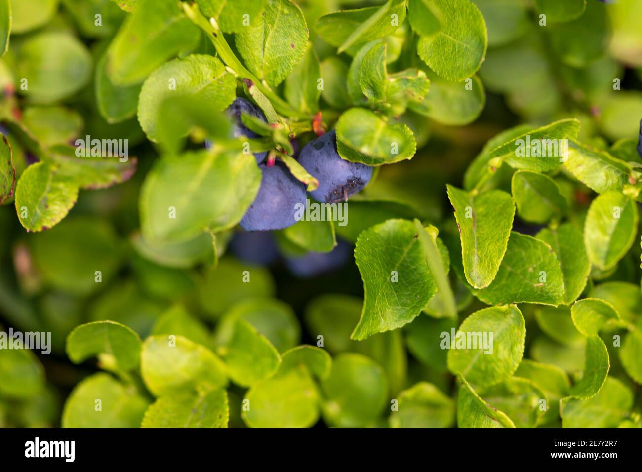 Mountain cancer bush hi-res stock photography and images - Alamy