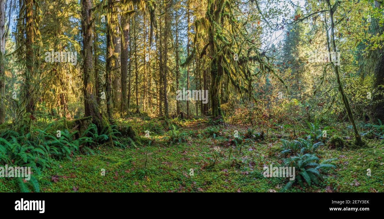 Sunbeams streak through the foliage at Sol Duck, Olympic National Park ...
