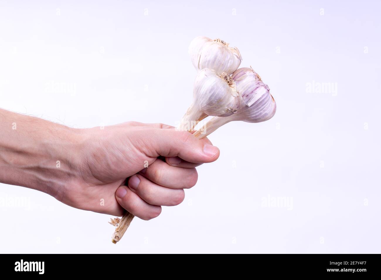 garlic bouquet in mens hand on white background. protection against ...