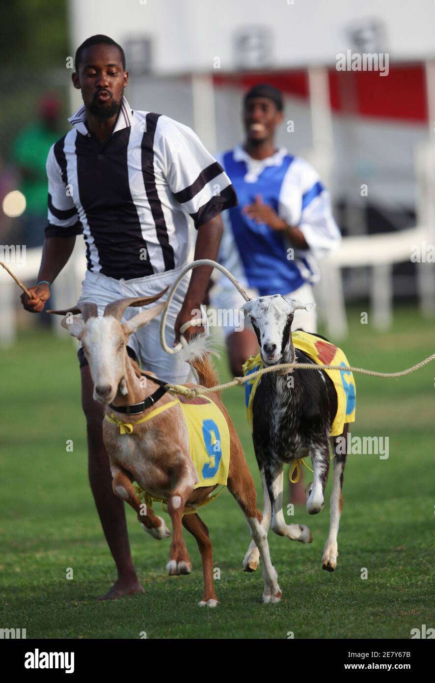 Goat T High Resolution Stock Photography and Images - Alamy