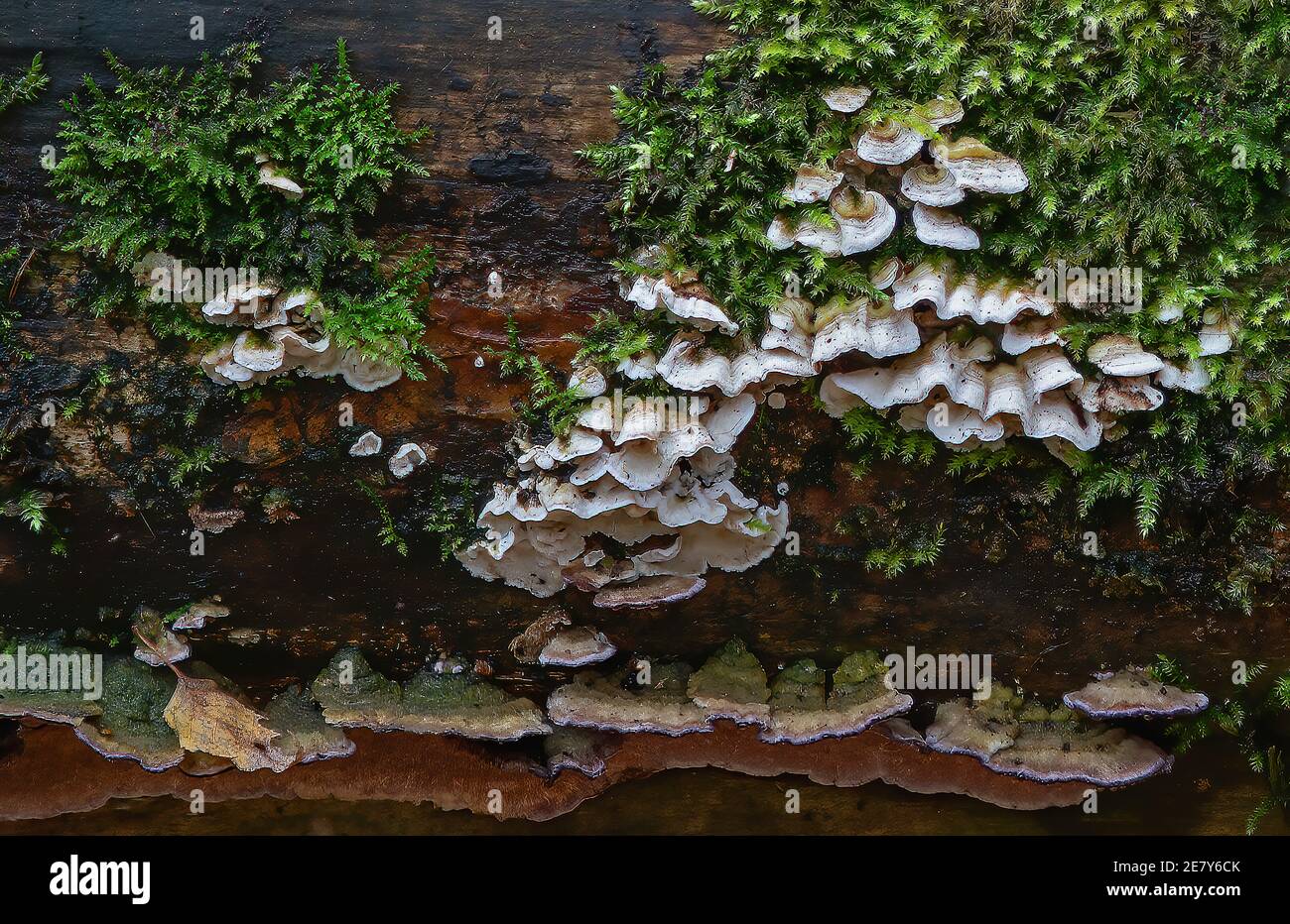 Fungus on a damp log Stock Photo - Alamy