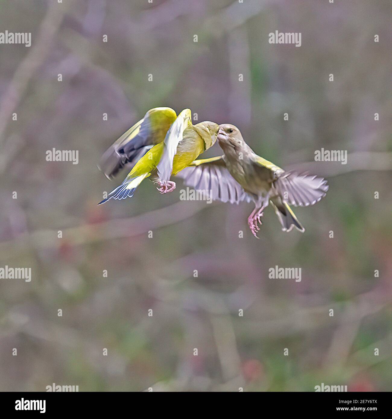 Greenfinch fighting hi-res stock photography and images - Alamy