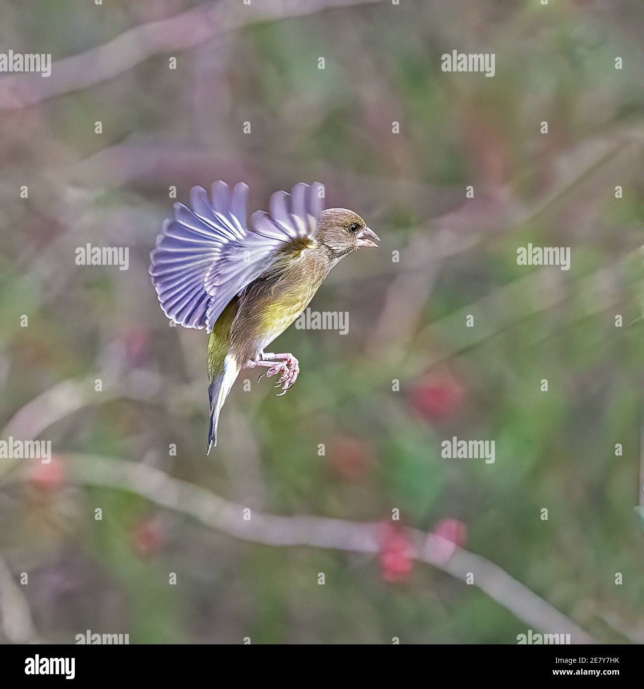 Greenfinch in flight Stock Photo - Alamy