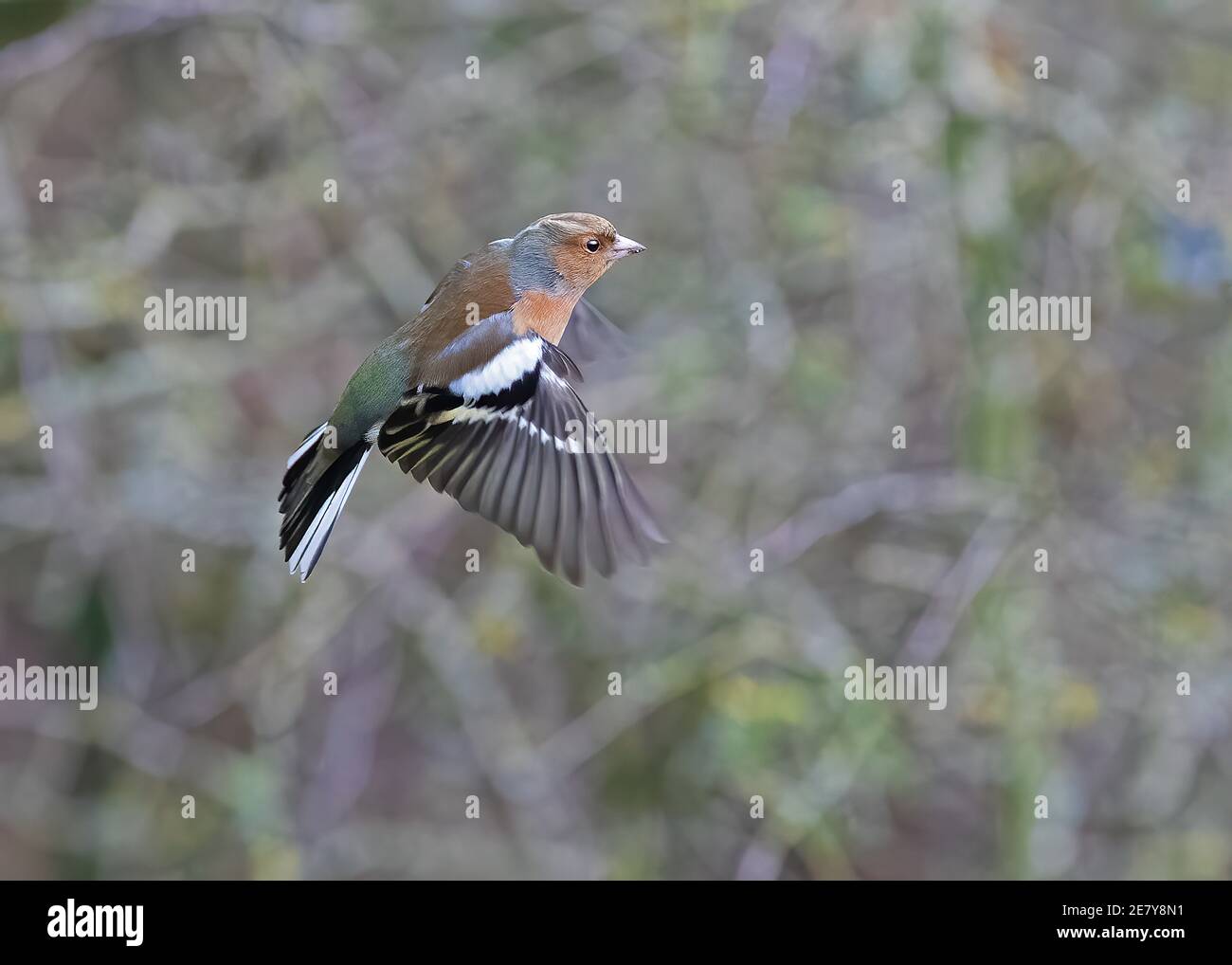 Chaffinch in flight hi-res stock photography and images - Alamy