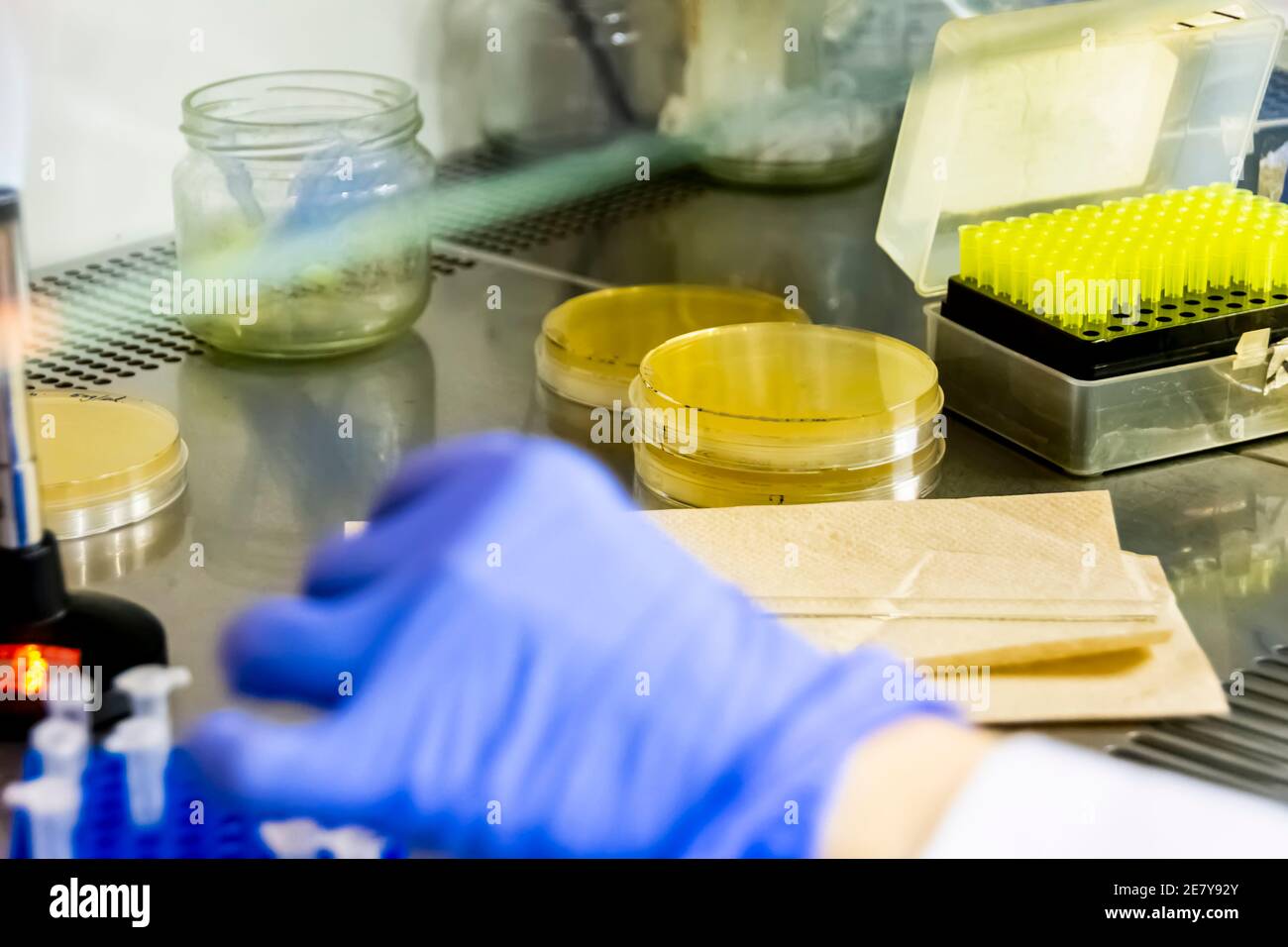 Lab equipment in the laminar flow hood. Pipette tips, paper tissue ...
