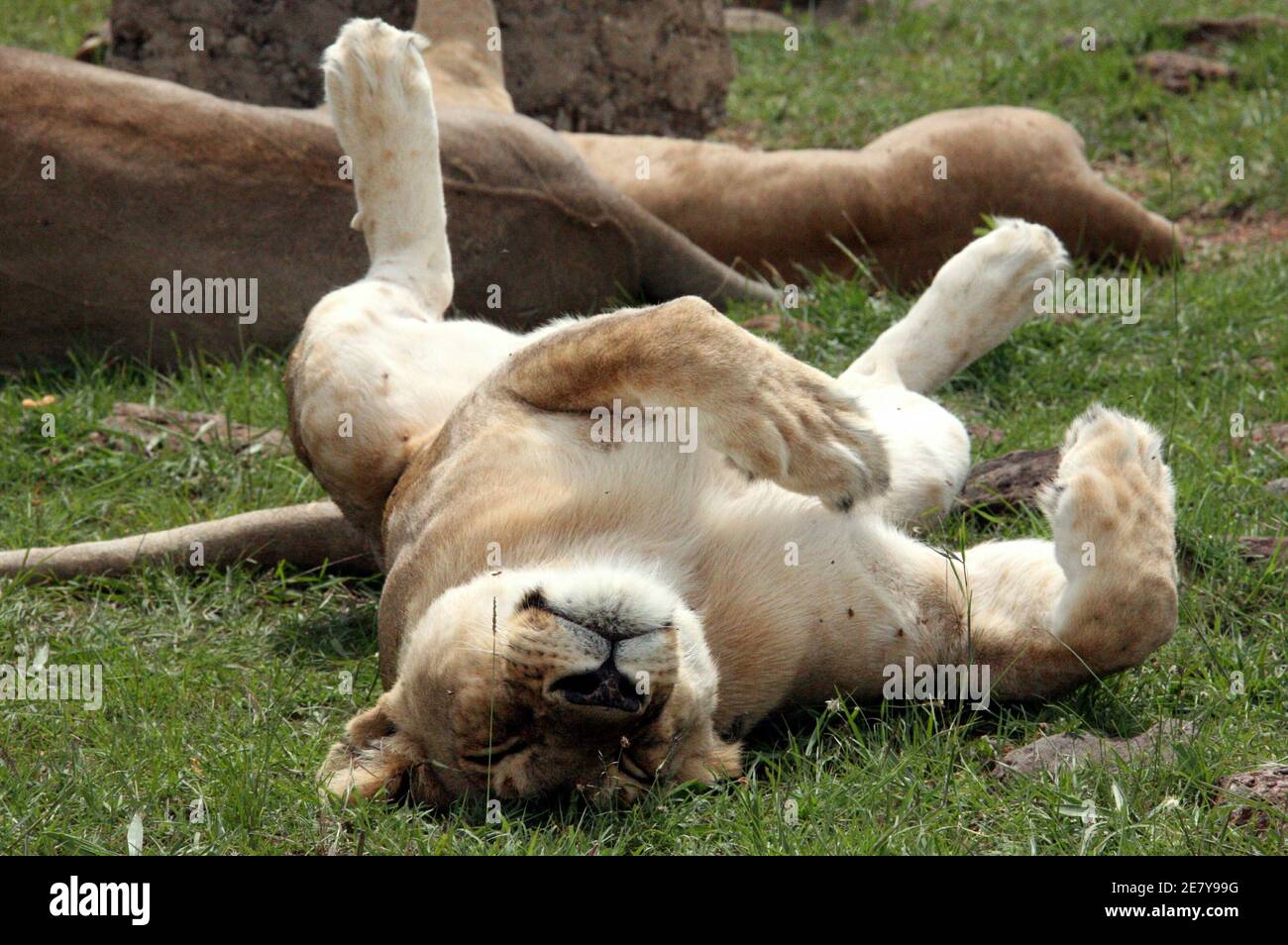 African lion male female taken hi-res stock photography and images - Alamy