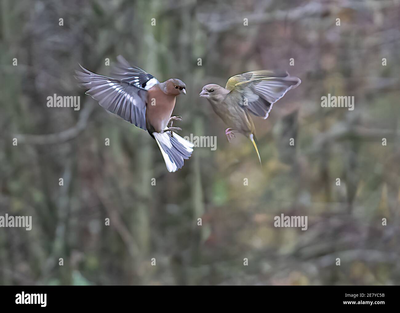 Chaffinch and Goldfinch fighting in mid air Stock Photo - Alamy