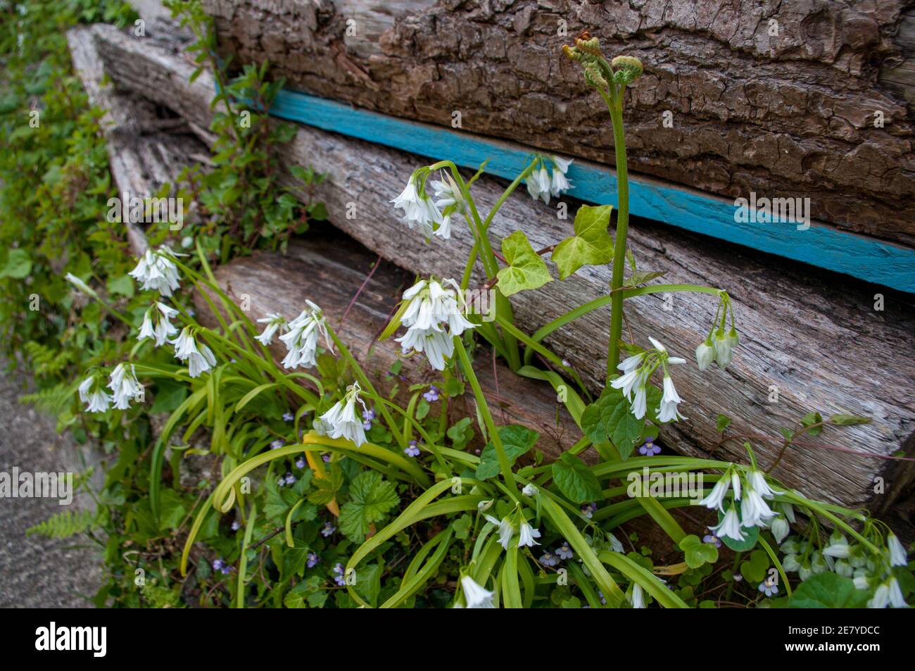 Non edible plants hi-res stock photography and images - Alamy