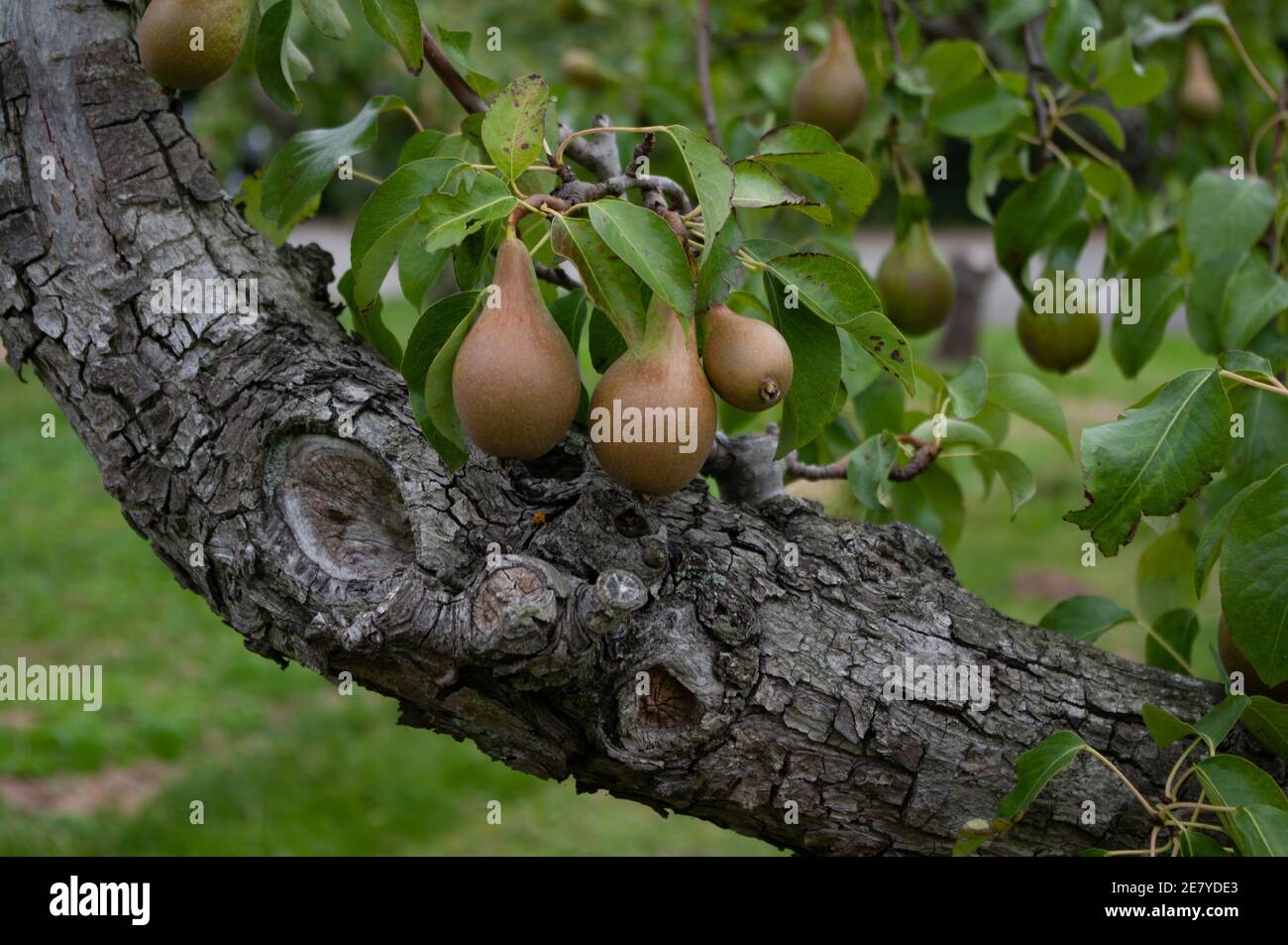 Growing of fruit crops hi-res stock photography and images - Alamy