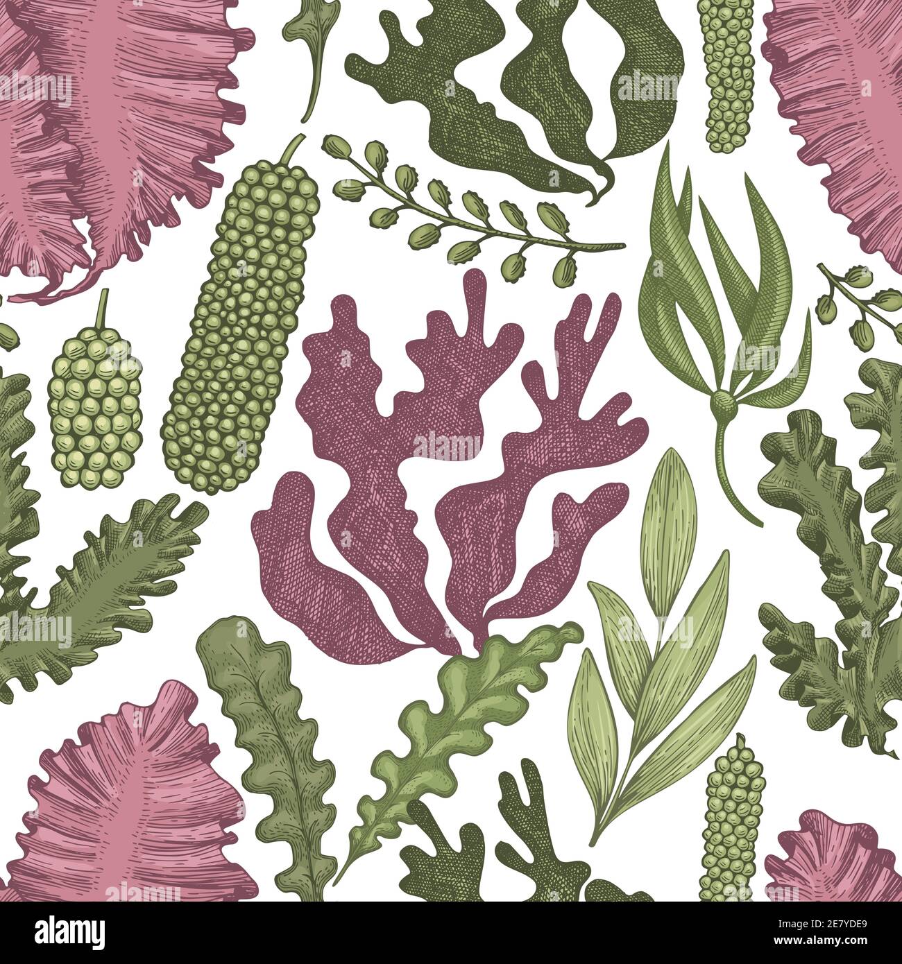 Seaweed seamless pattern. Hand drawn vector seaweeds color illustration ...