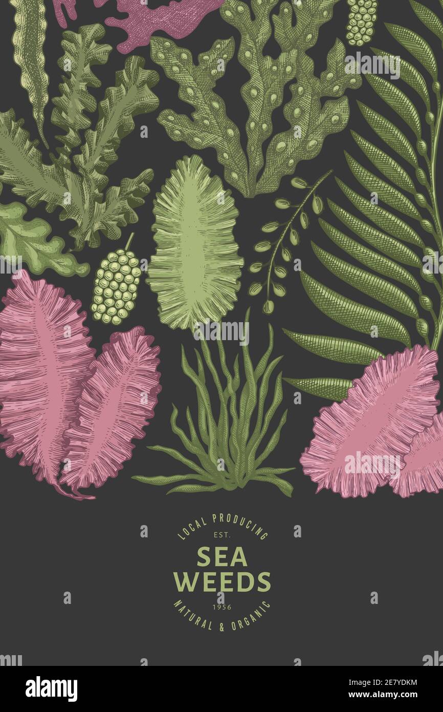 Seaweed color design template. Hand drawn vector seaweeds illustrations ...