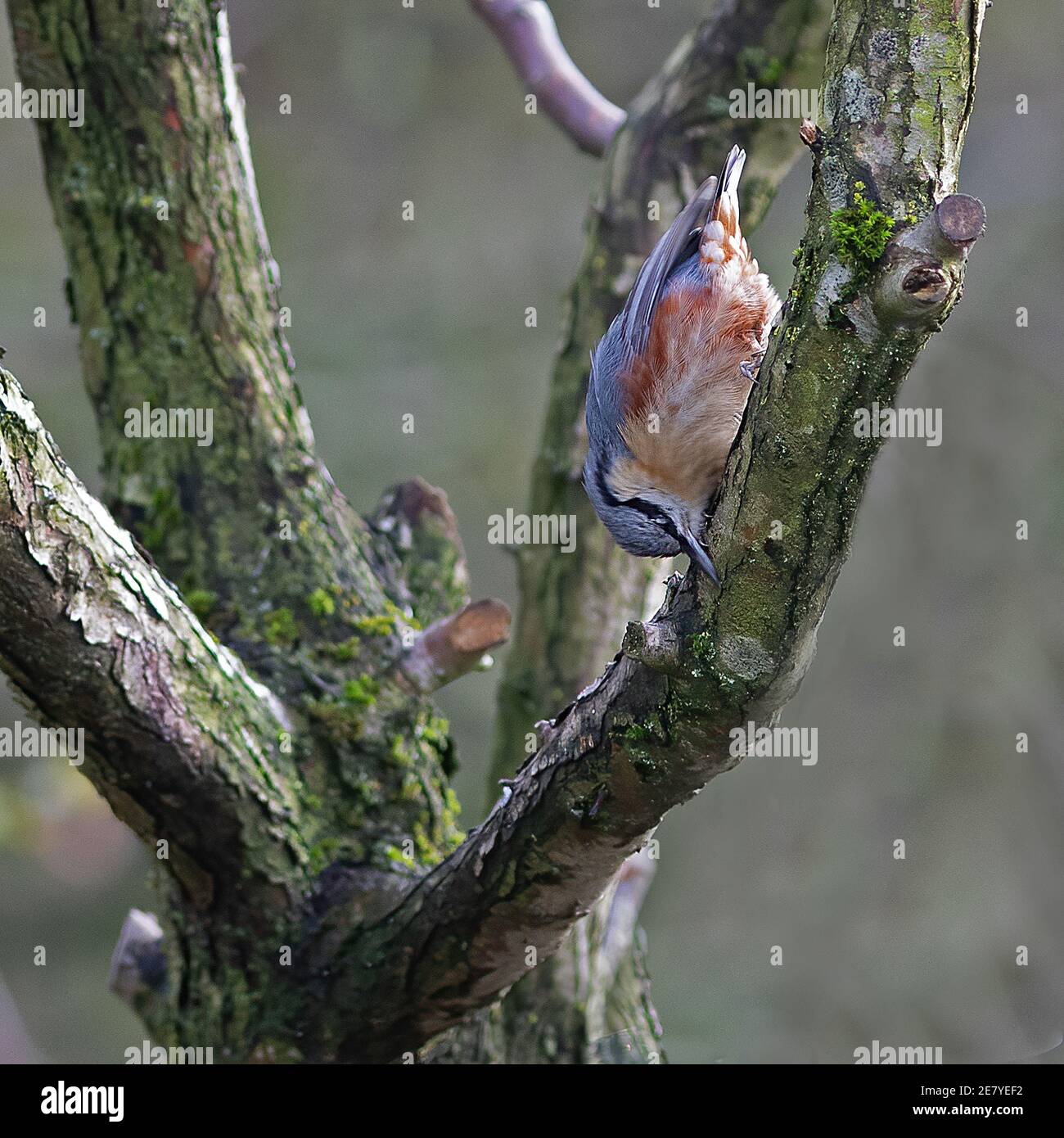 Nuthatch in tree Stock Photo - Alamy