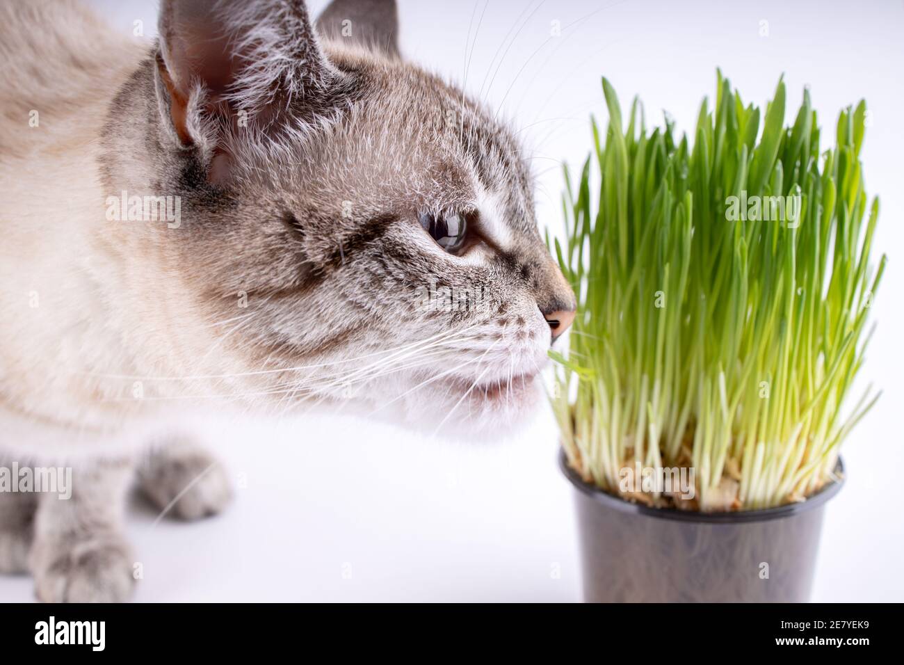 Cat grass background hi-res stock photography and images - Alamy