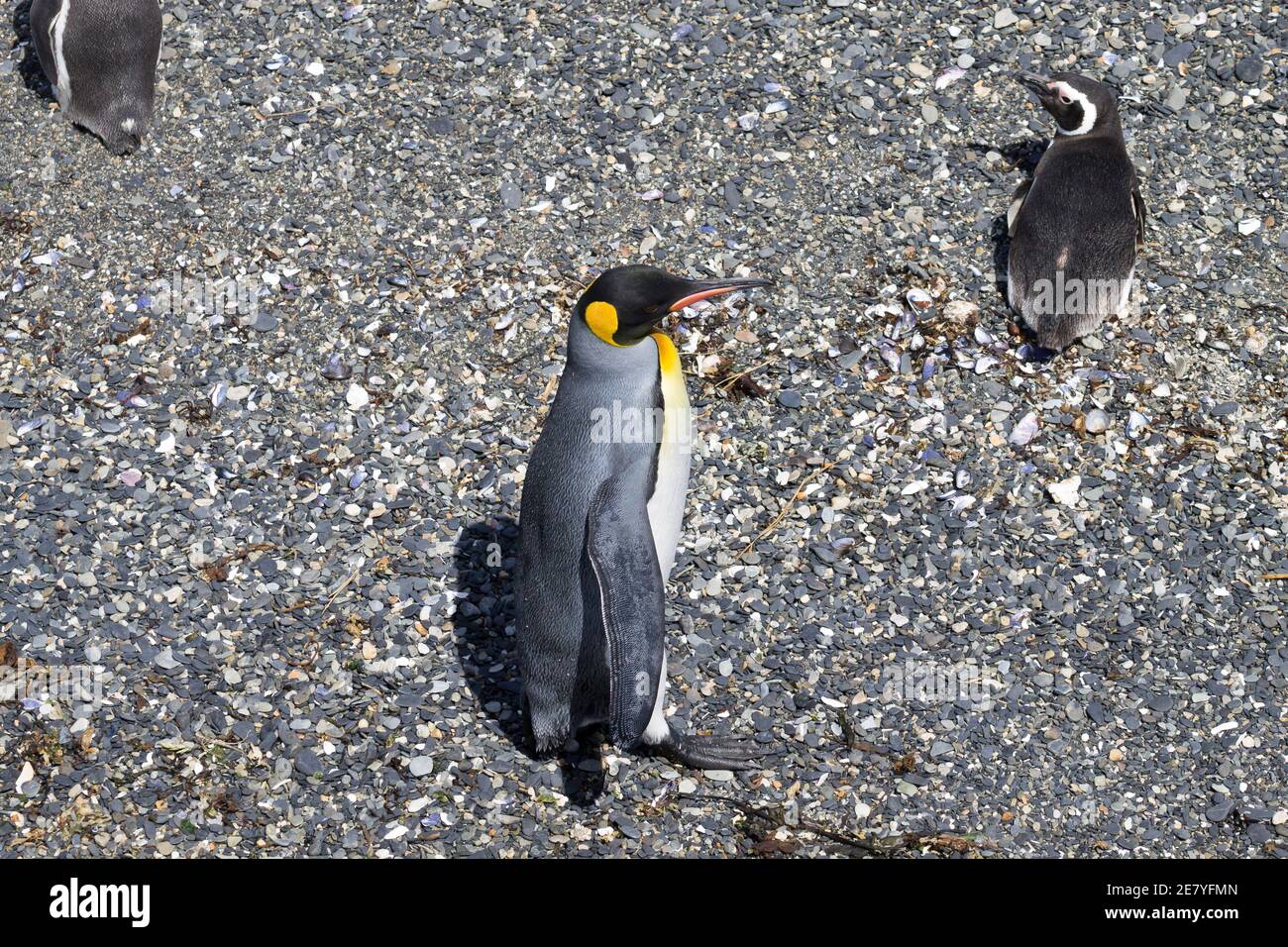 King penguin on Martillo island beach, Ushuaia. Tierra del Fuego ...