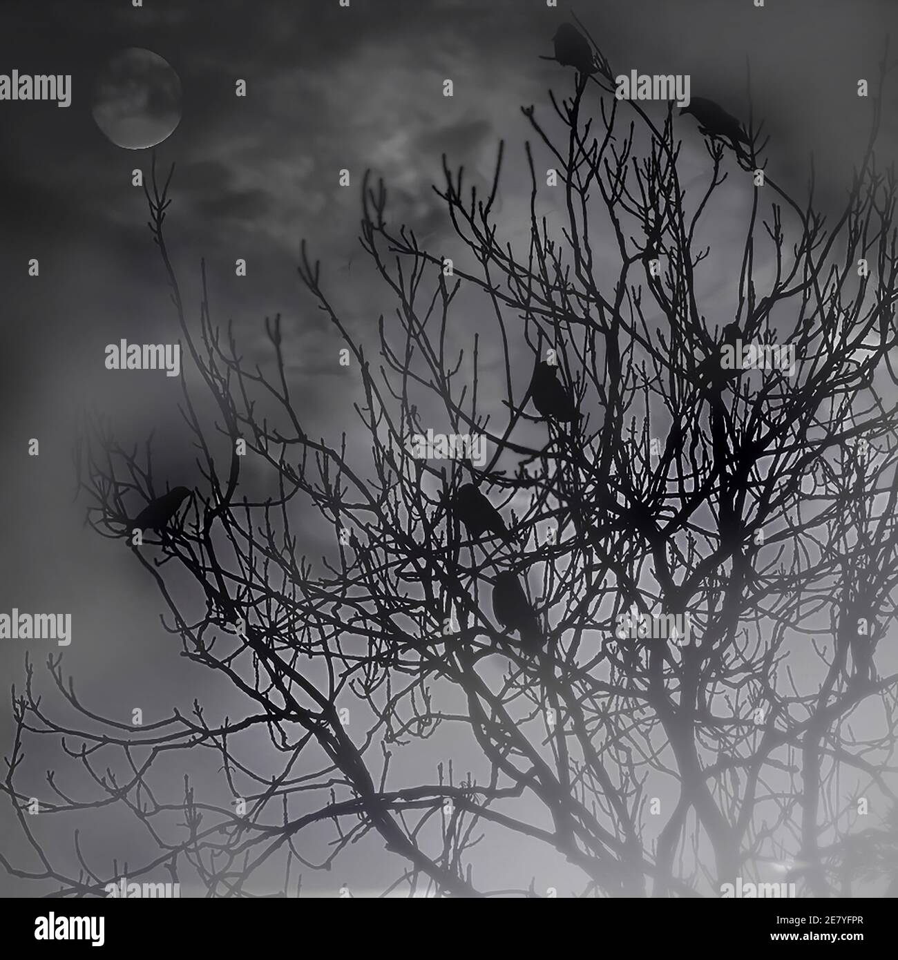 Birds in tree B&W Stock Photo - Alamy