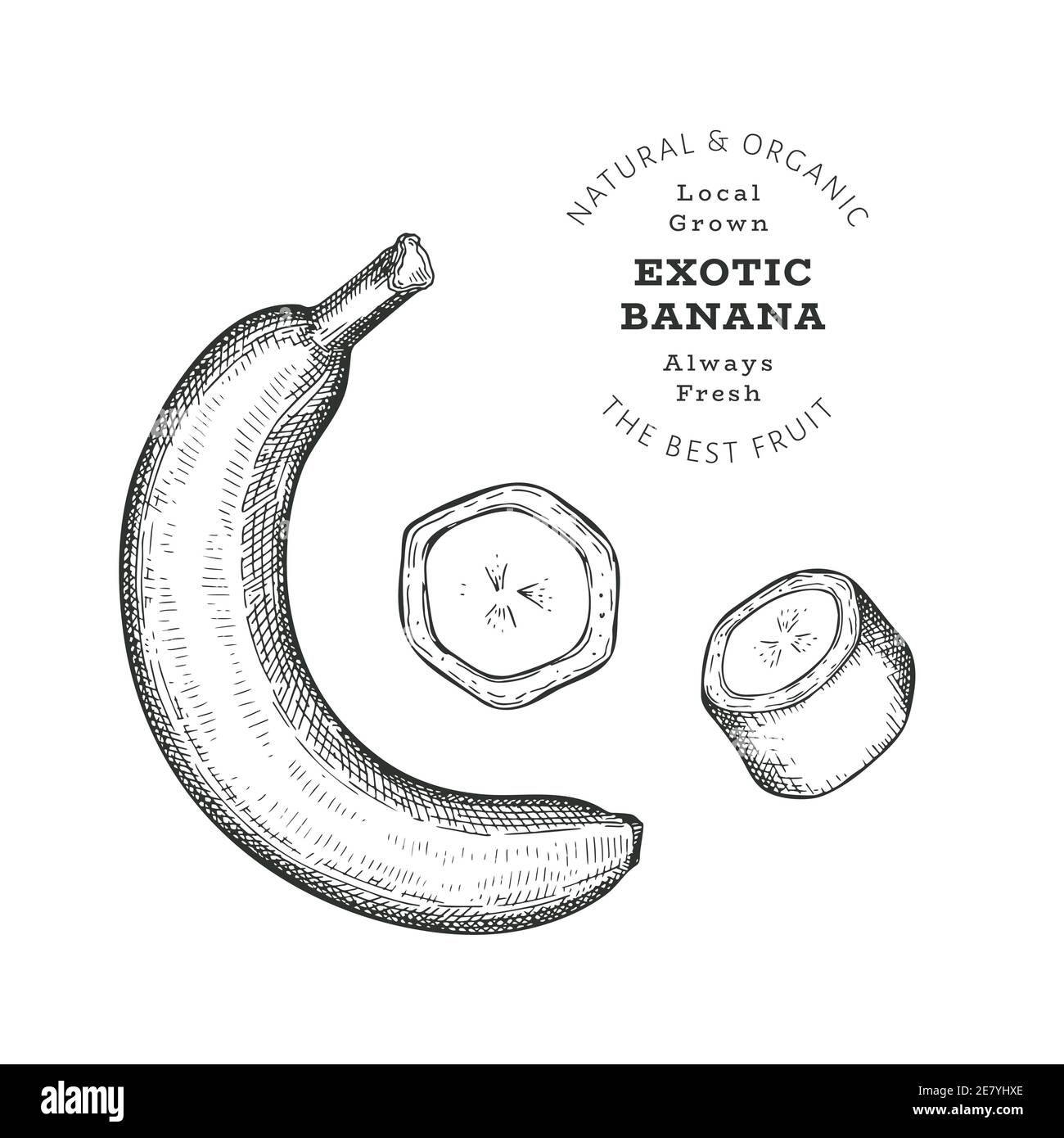 Hand drawn sketch style banana. Organic fresh food vector illustration ...