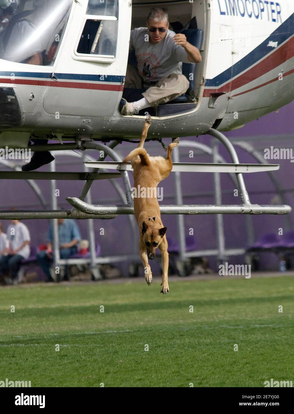 A belgian malinois hi-res stock photography and images - Alamy