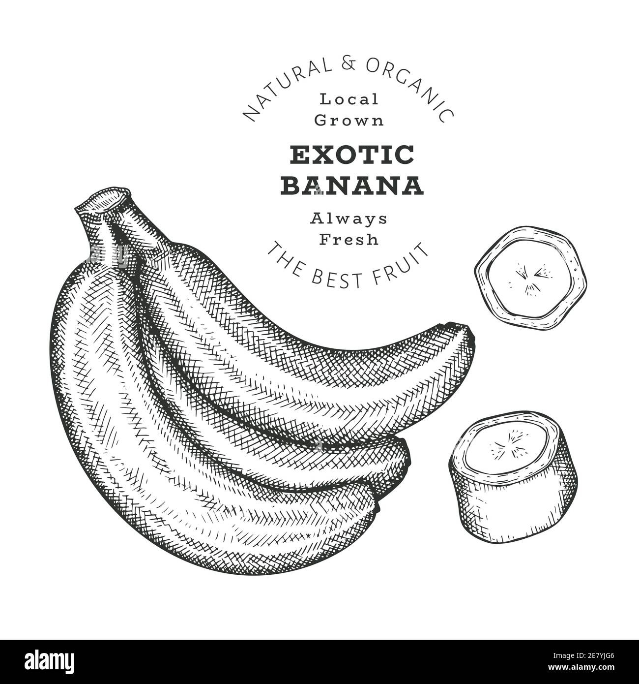 Hand drawn sketch style banana. Organic fresh food vector illustration ...