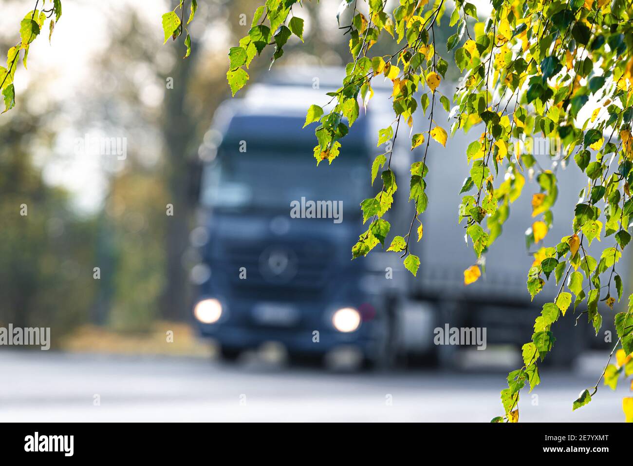 birch branch with yellow and green autumn leaves on a blurred highway ...