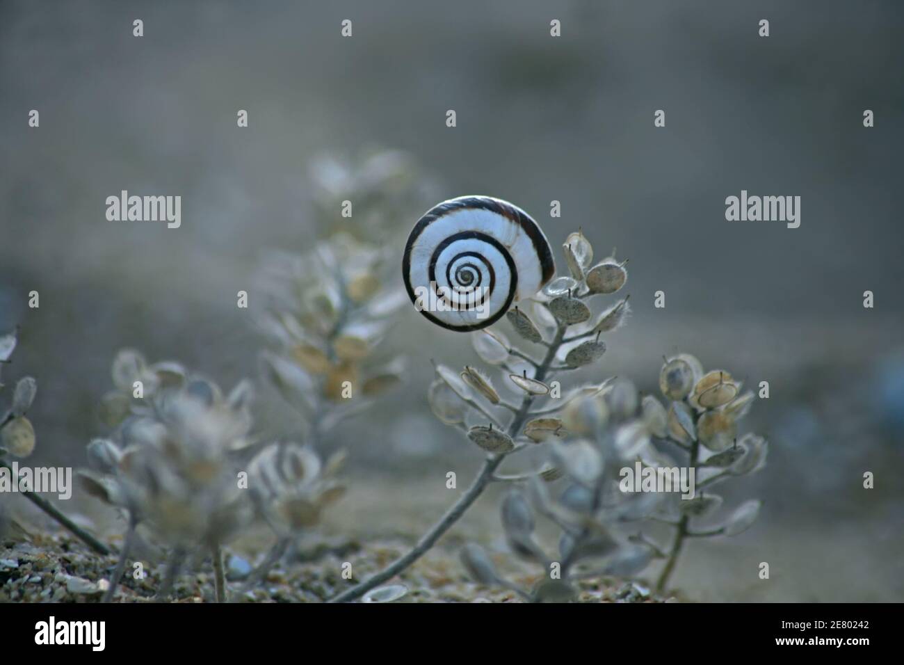 Snail pattern in sand hi-res stock photography and images - Alamy