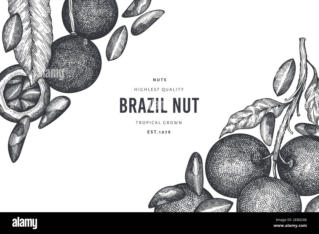 Hand drawn brazilian nut branch and kernels design template. Organic ...