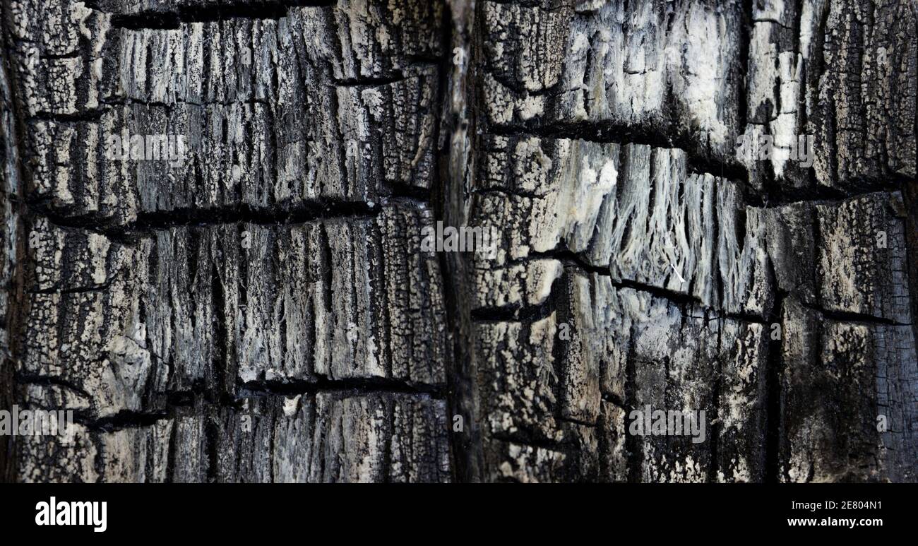 Ash wood texture hi-res stock photography and images - Alamy