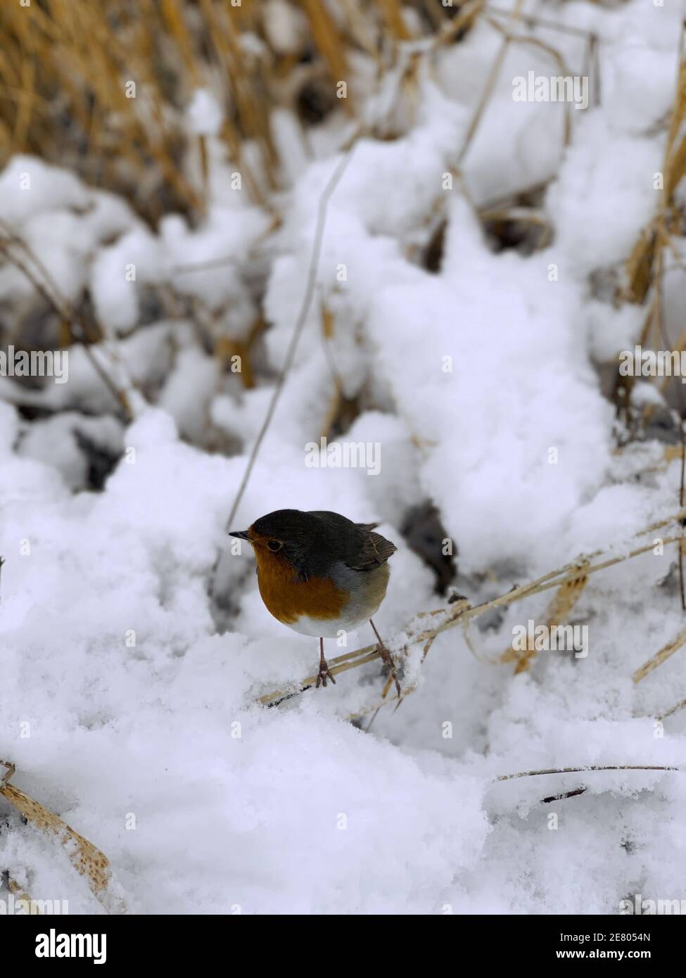 Funny European robin bird in the snow Stock Photo - Alamy