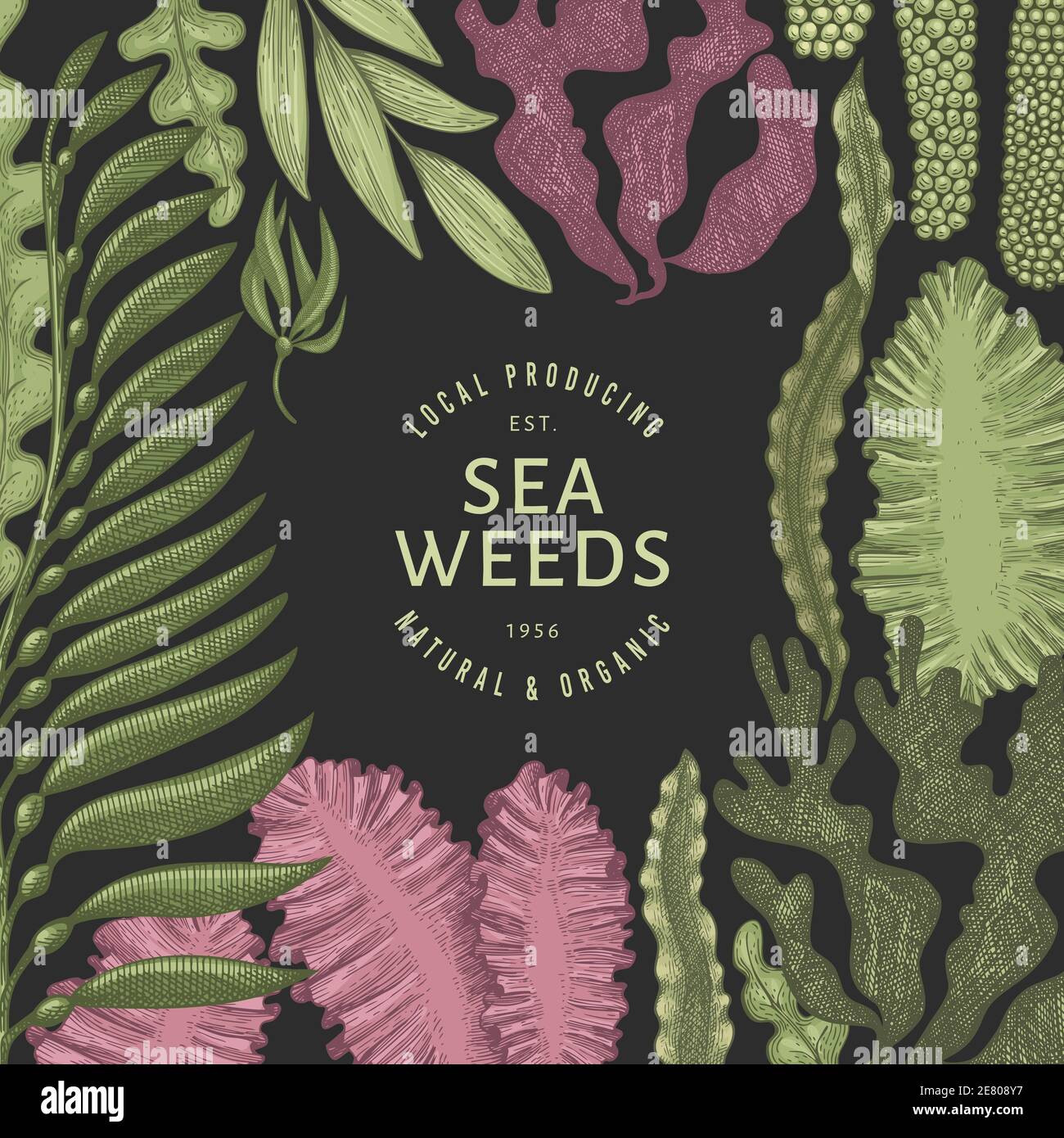 Seaweed color design template. Hand drawn vector seaweeds illustrations ...