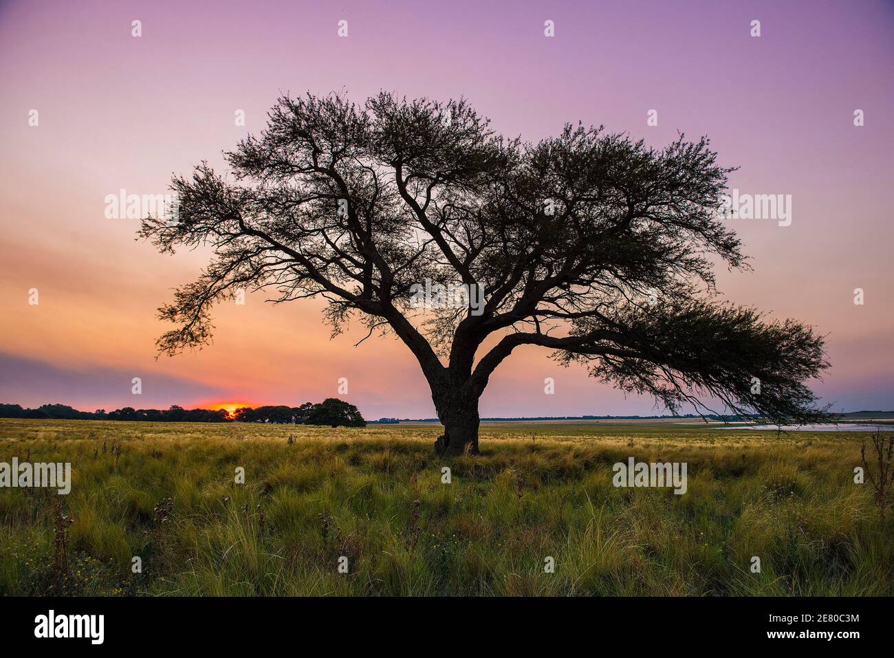 Calden tree, Prosopis Caldenia, in Pampas environment, La Pampa ...