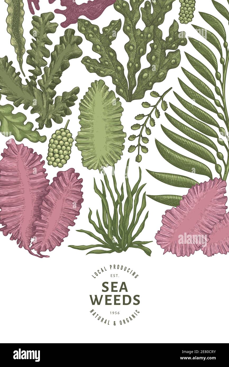 Seaweed color design template. Hand drawn vector seaweeds illustration ...
